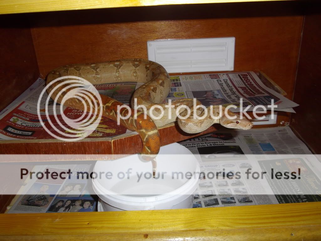 Buying second hand boa? | Reptile Forums