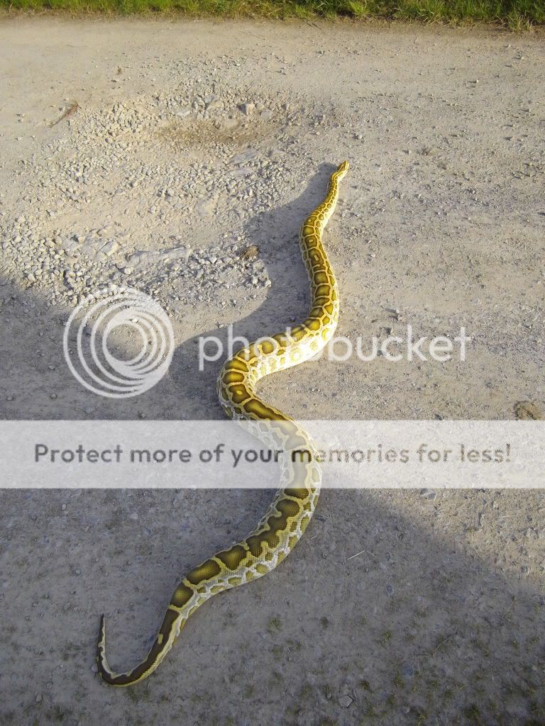 Where are all the adult retic / burm morphs ??? | Reptile Forums