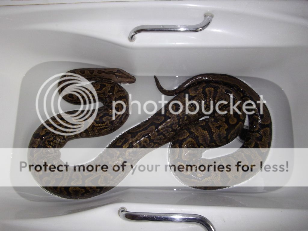 Where are all the adult retic / burm morphs ??? | Reptile Forums